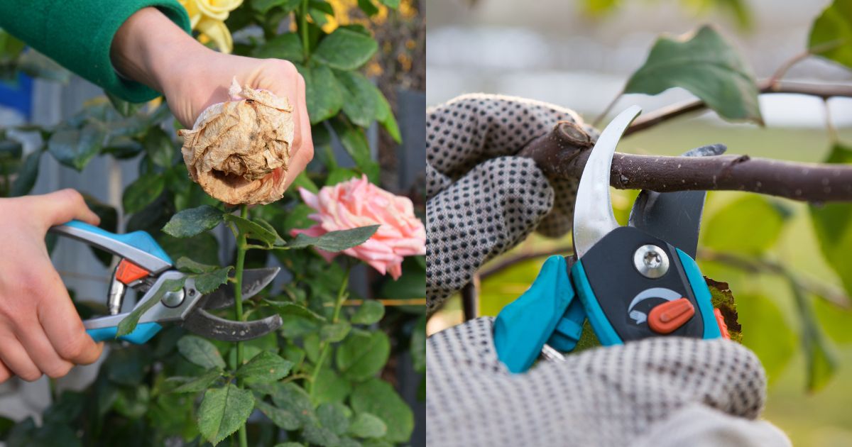 The Truth About Deadheading Perennials And Annuals No One Told You About