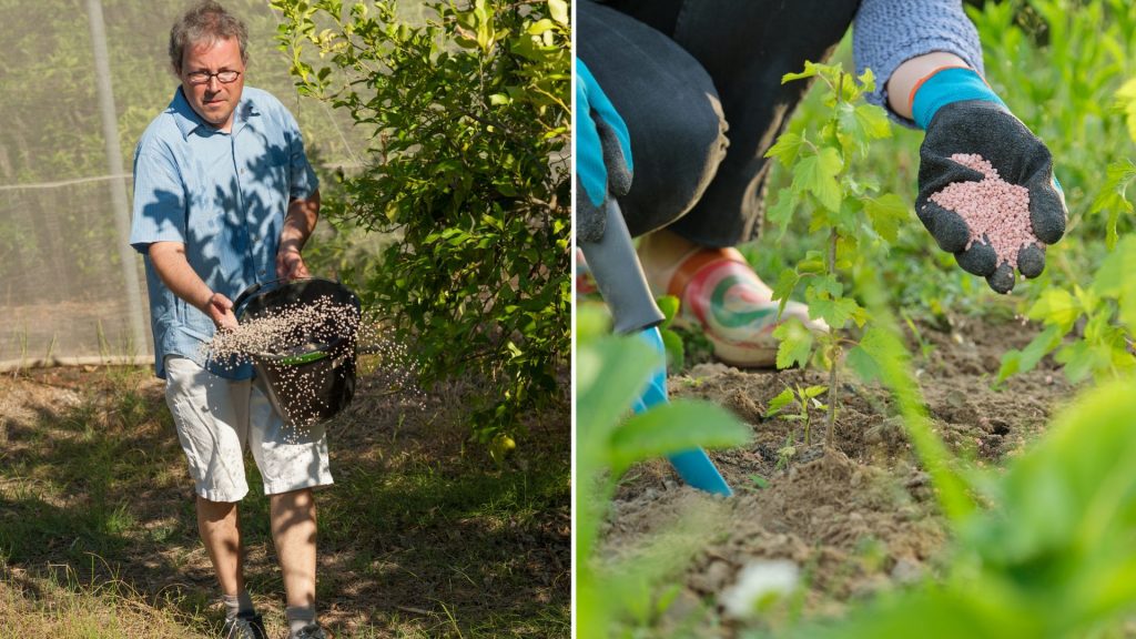 Fertilize Fruit Trees At Right Time to Get As Much Fruits As Possible
