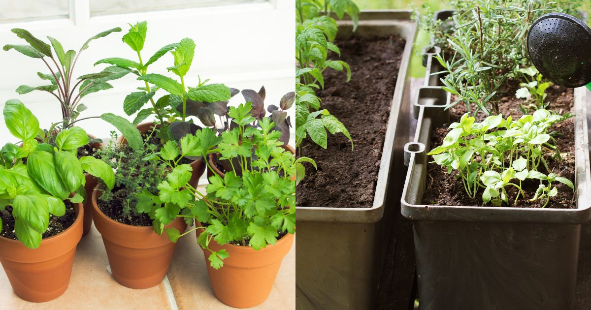 Why It Is Important To Sanitize Garden Plant Containers