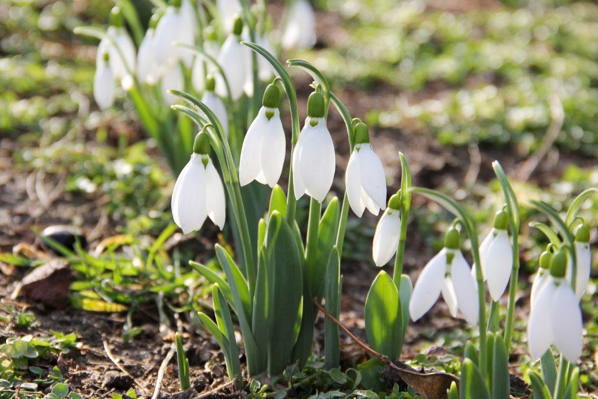 33 Plants Associated With Honoring Lost Loved Ones