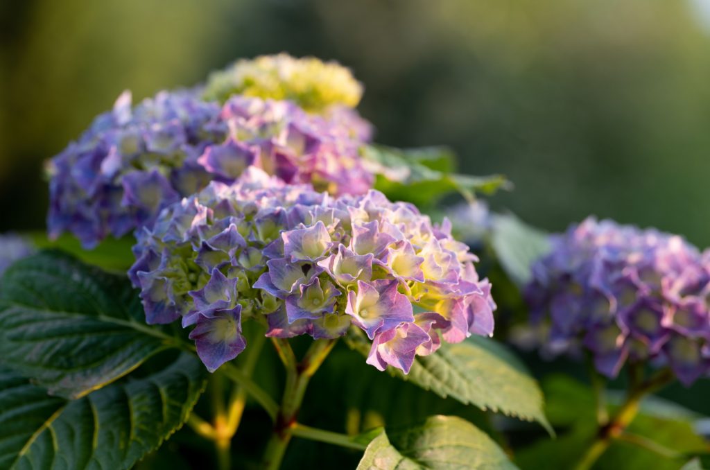 Grow This Flower Next To Your Hydrangeas For A Stunning Garden Display