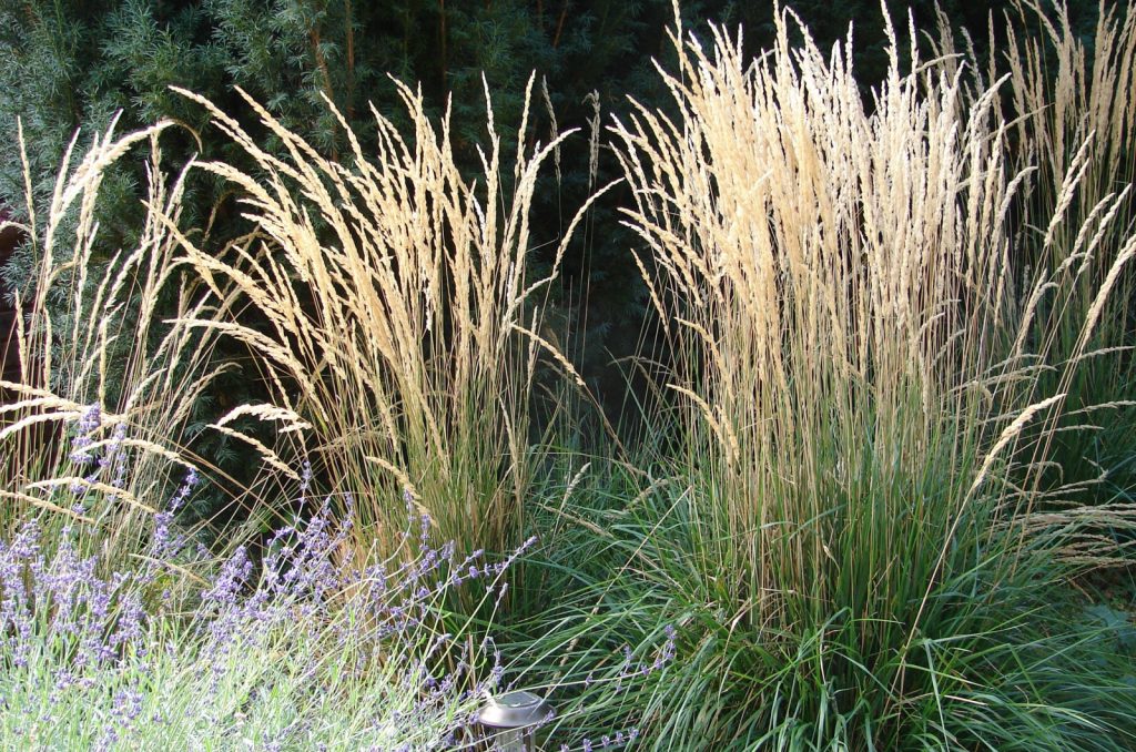 How To Grow Reed Grass + The Best Varieties