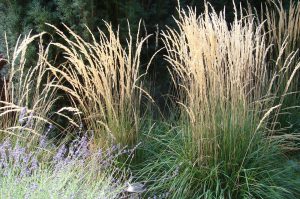 How To Grow Reed Grass + The Best Varieties