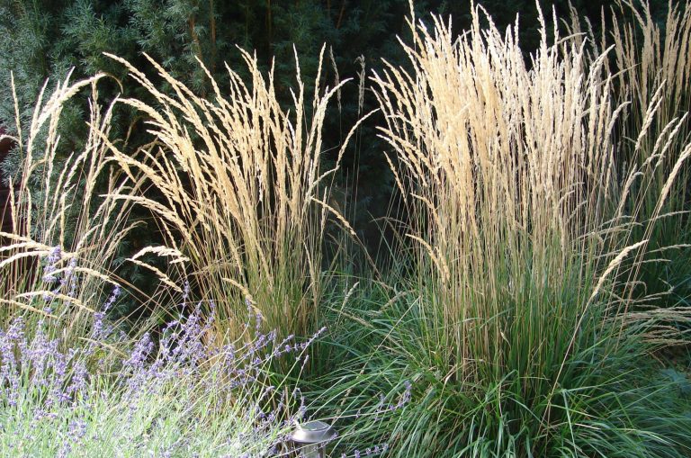 How To Grow Reed Grass + The Best Varieties