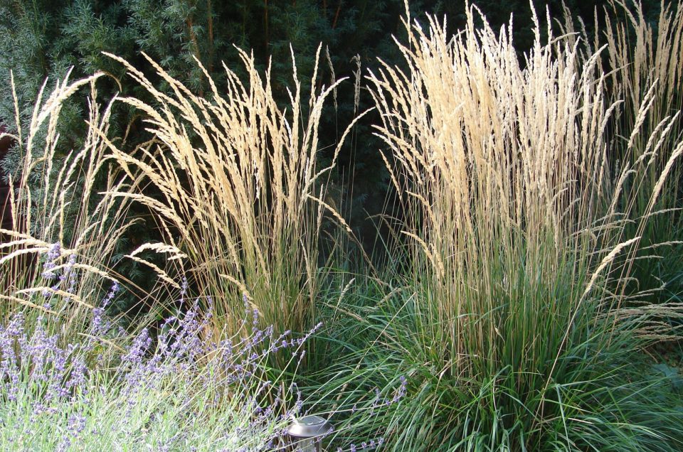 How To Grow Reed Grass + The Best Varieties