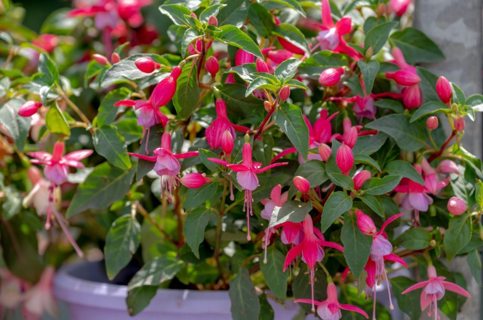 This Is The Best Time To Take Fuchsia Cuttings For More Stunning Blooms ...