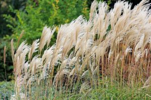How To Grow Reed Grass + The Best Varieties