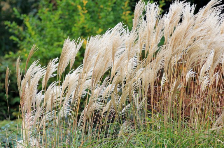 How To Grow Reed Grass + The Best Varieties