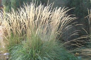 How To Grow Reed Grass + The Best Varieties
