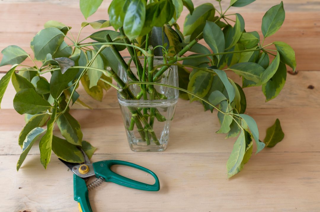How To Propagate Schefflera aka The Umbrella Plant