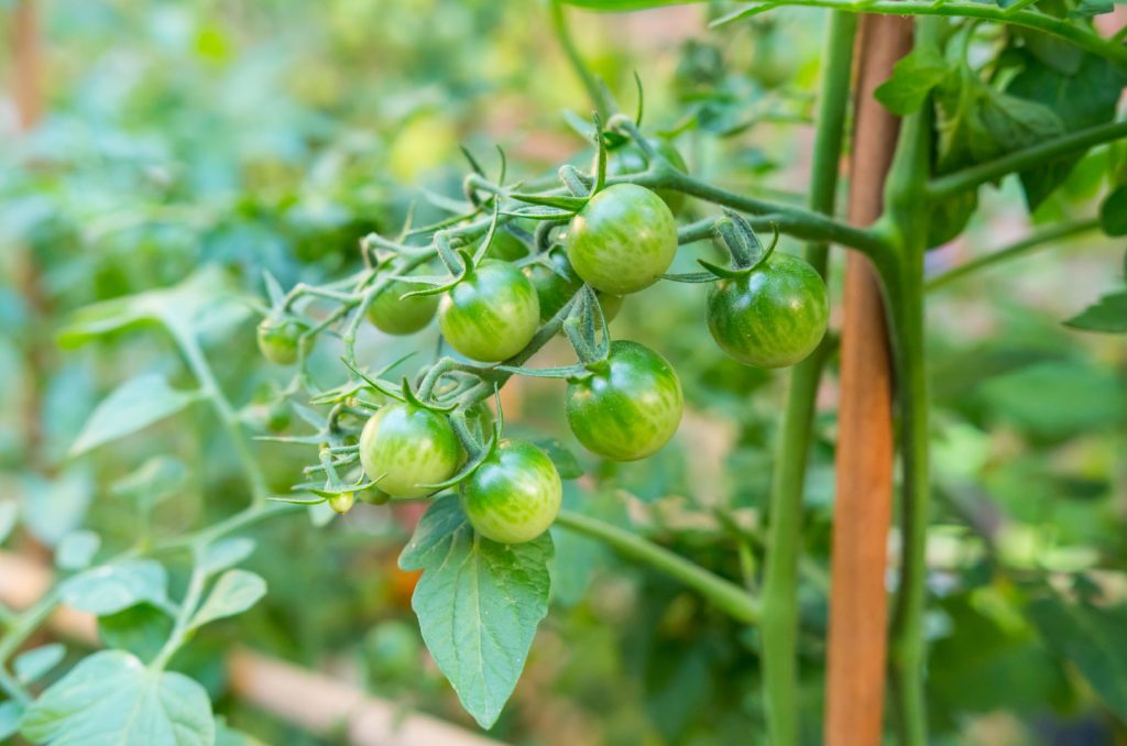 Here’s How To Grow Tomatoes On An Arched Trellis