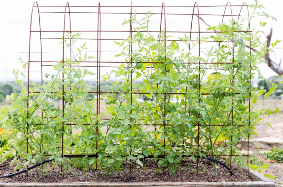 Here’s How To Grow Tomatoes On An Arched Trellis