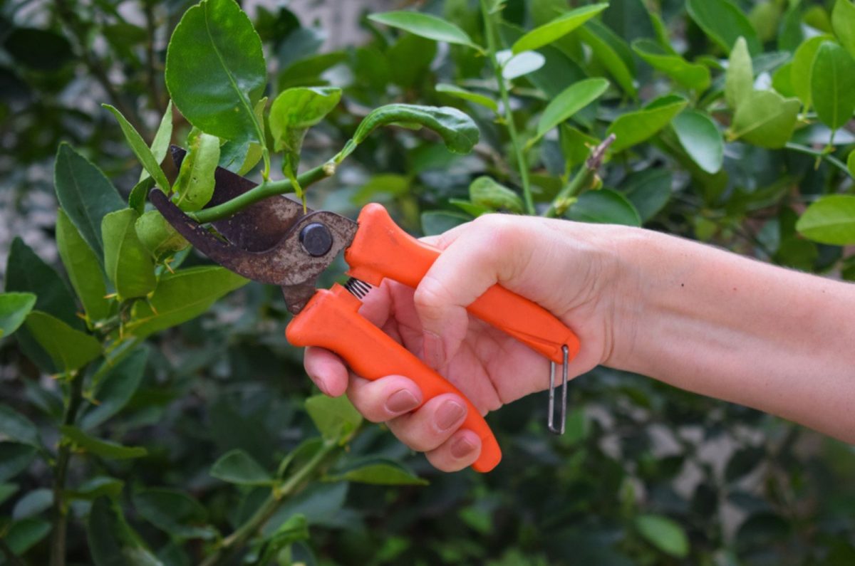 8 Tips To Help You Prune A Lemon Tree