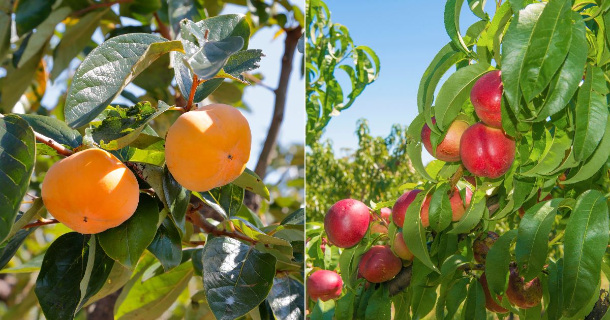 10 Bare Root Fruit Trees Perfect For A Bumper Harvest Next Season