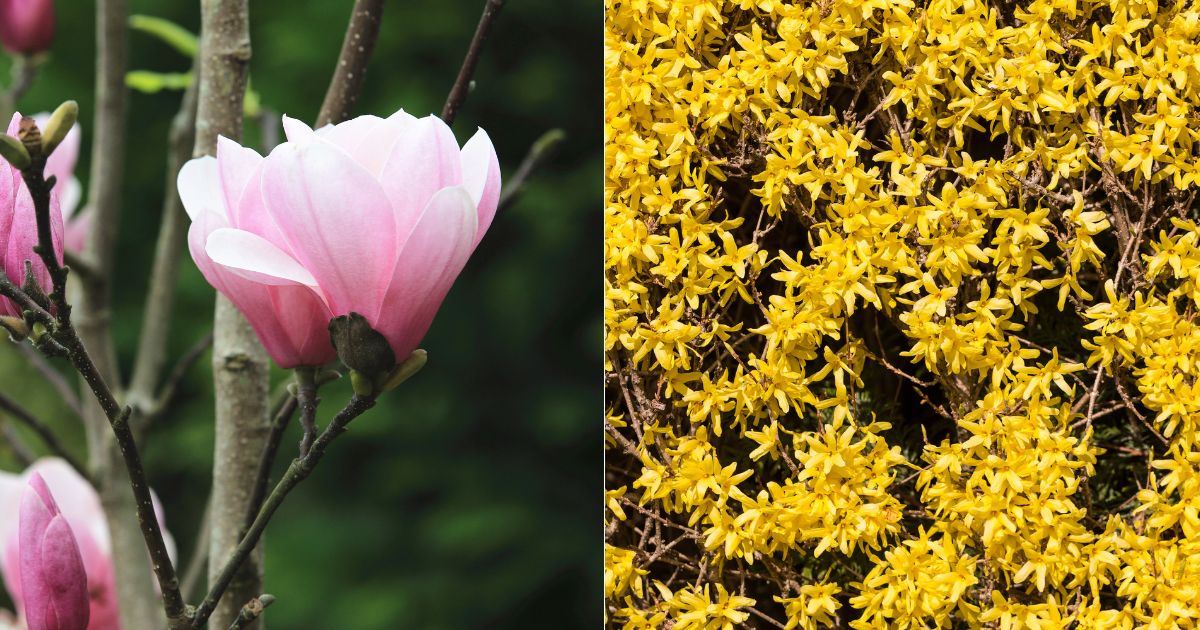 10 Beautiful Winter Plants For Year-Round Privacy