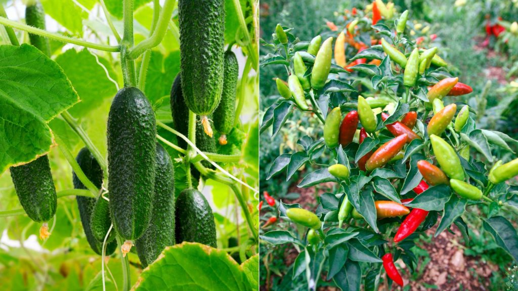 10 Fruits And Vegetables You Can Grow Indoors Year Round