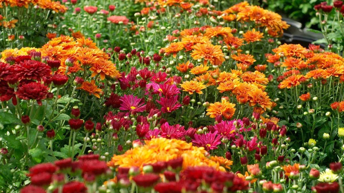 10 Tips For Keeping Your Fall Mums Alive During Colder Season