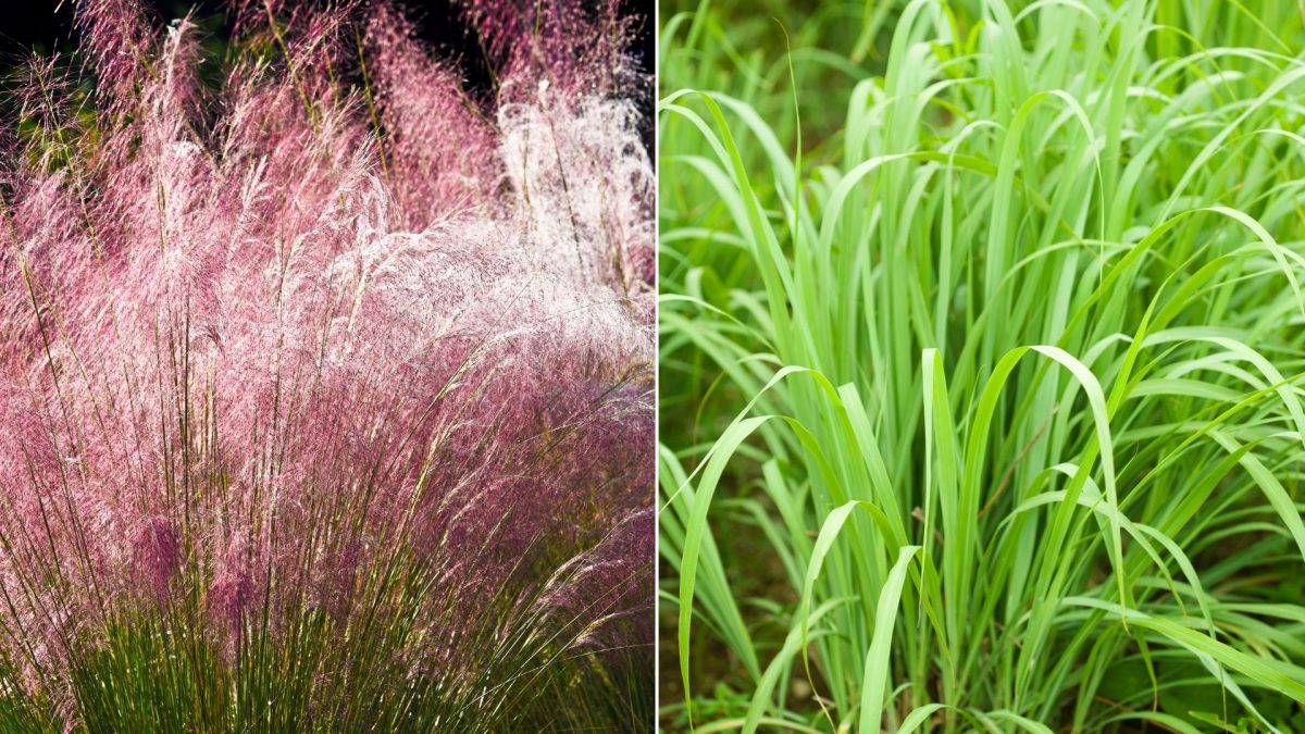 11 Captivating Indoor Grass Plants