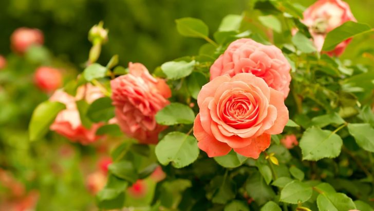13 Captivating Orange Rose Varieties