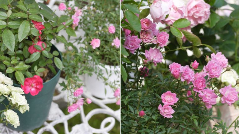 13 Tips For Growing Container Roses