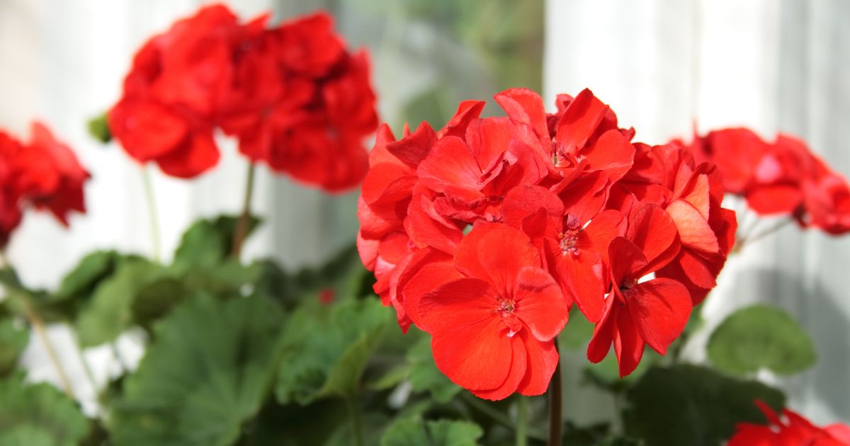 2 Ways Of Saving Geraniums In Fall And Keeping Them Alive During Winter