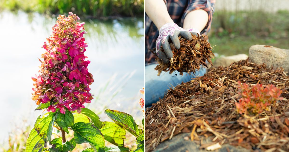 3 Important Fall Hydrangea Jobs & 2 Things You Shouldn’t Do