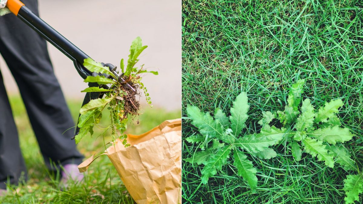 WEEDS - Positivebloom