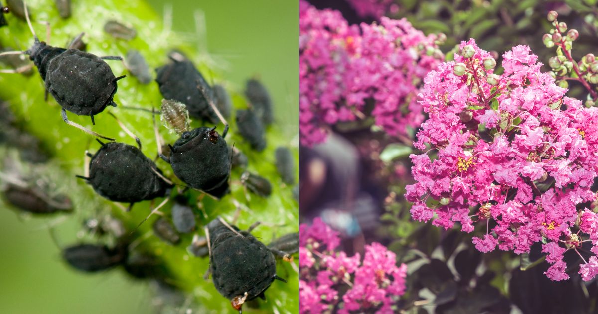 3 Pests That Attack Crepe Myrtles & How To Get Rid Of Them