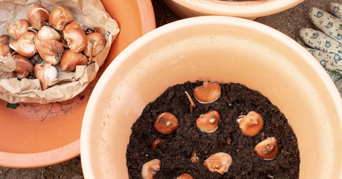 3 Tips You Need For Successful Lasagna Bulb Planting