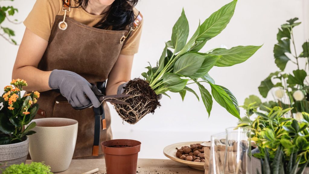 5 Easy Steps For Repotting A Peace Lily