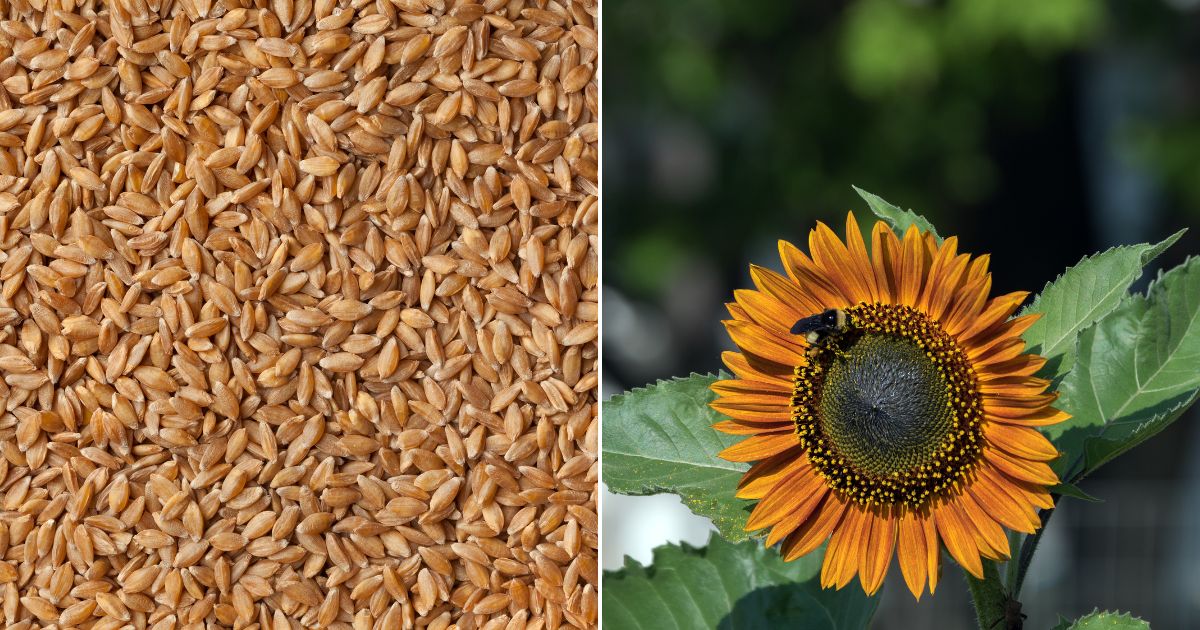 5 Seed Types & Tips To Choose The Best One For Yourself