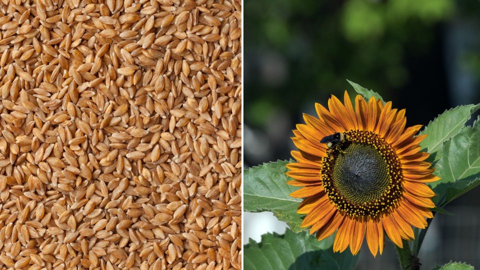 5 Seed Types & Tips To Choose The Best One For Yourself