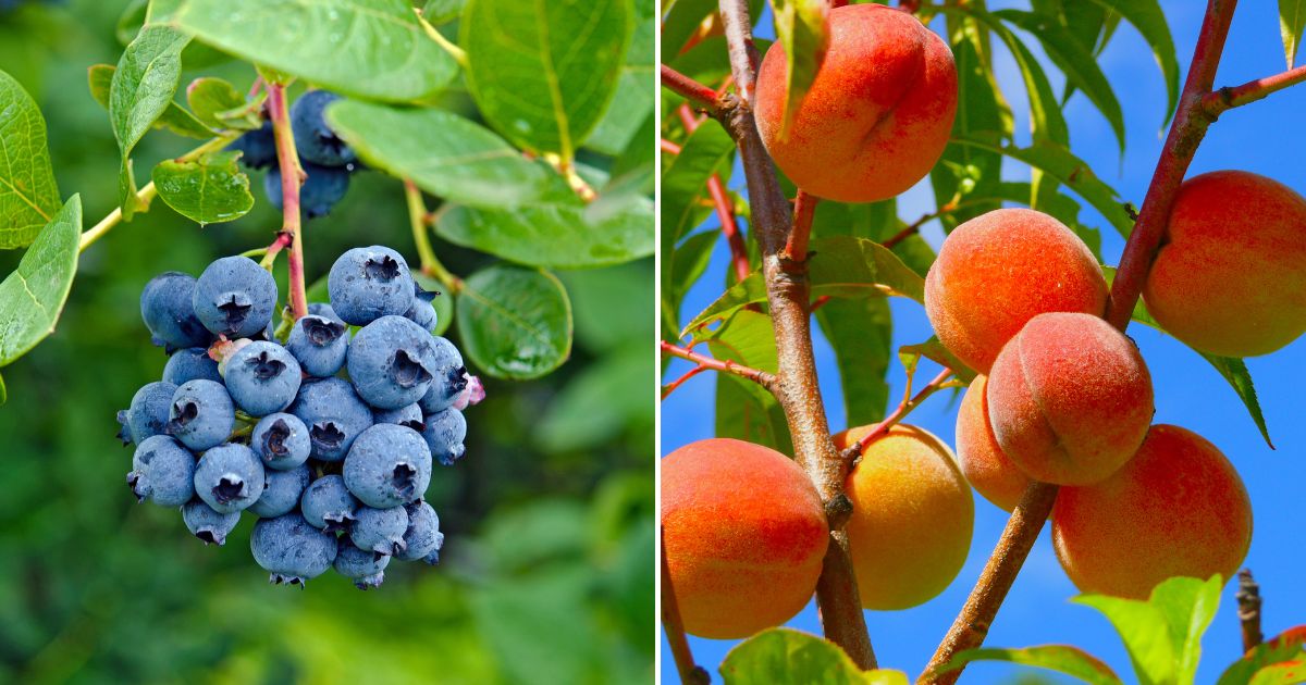 6 Fruits You Can Effortlessly Grow In Your Garden