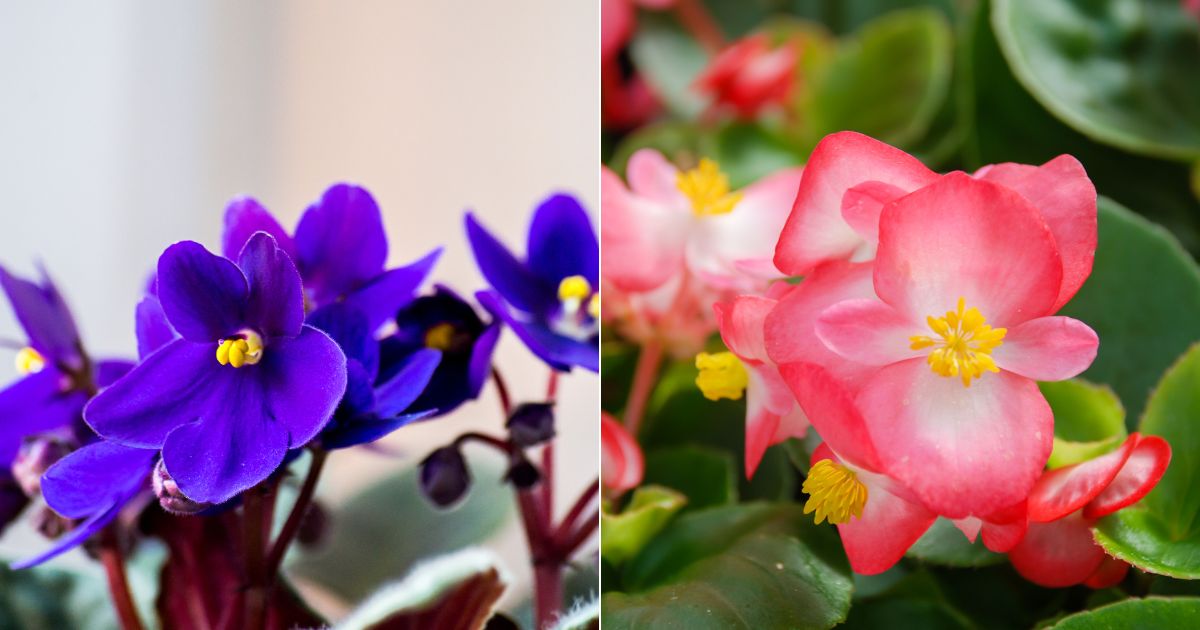 13 Gorgeous Flowers That Can Bloom Year Round