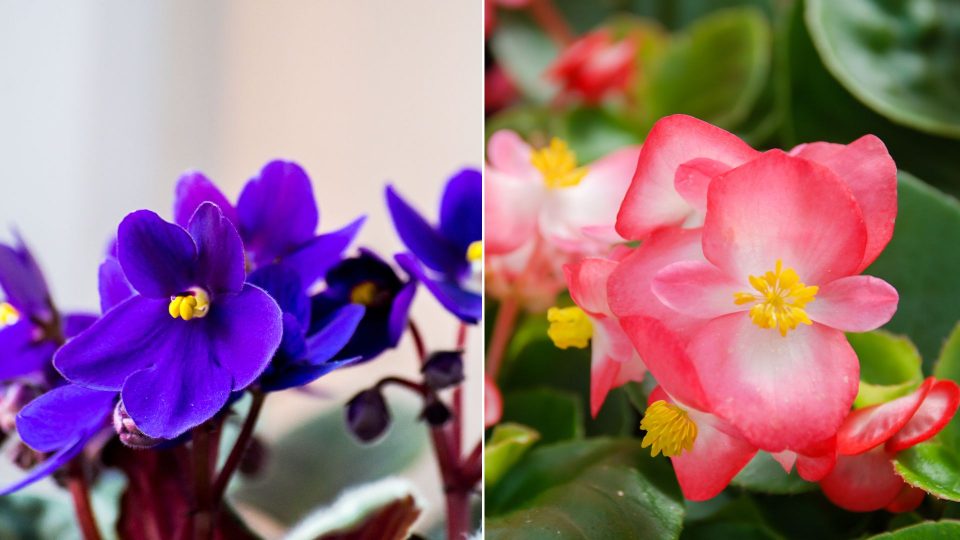 7 Flowers That Can Bloom Year Round