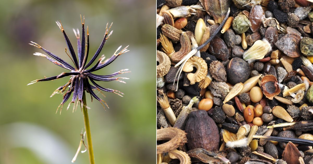 7 Tips To Help You Collect Wildflower Seeds