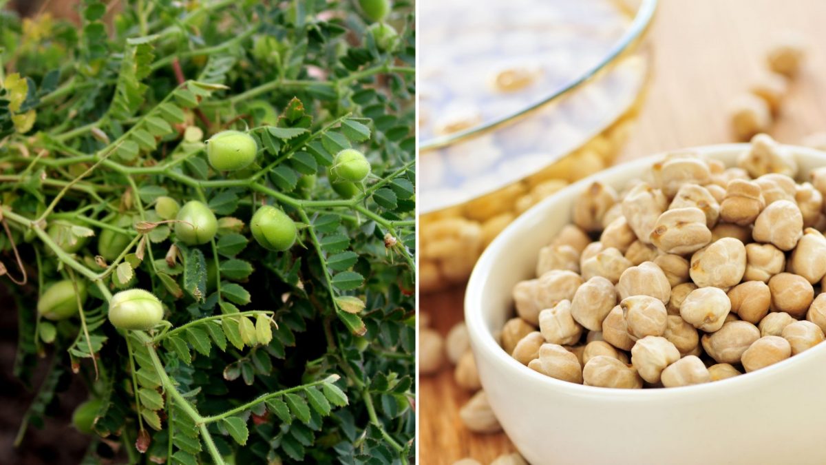 A Step-by-step Guide On How To Grow Chickpeas Properly