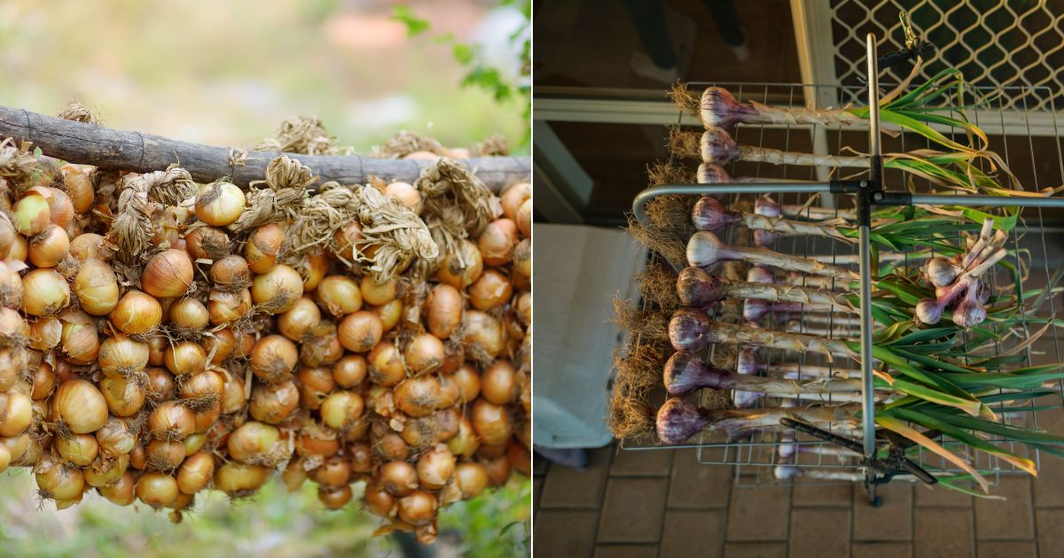 A Step-by-step Process To Drying Homegrown Onions And Garlic