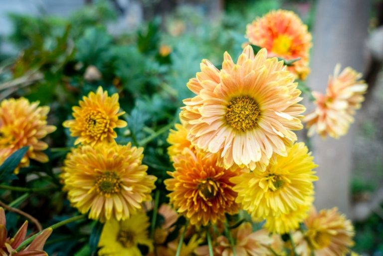 10 Tips For Keeping Your Fall Mums Alive During Colder Season