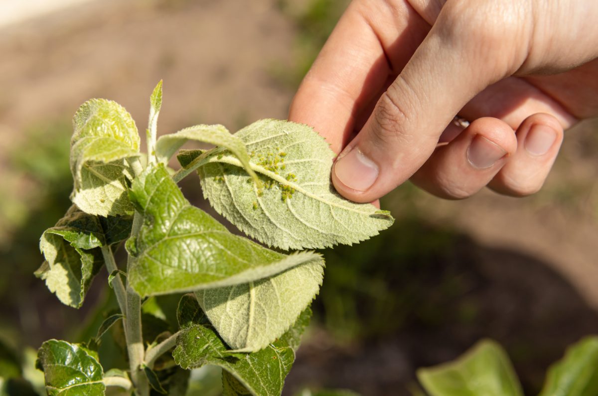 This Simple Ingredient Can Protect Your Plants From Aphids