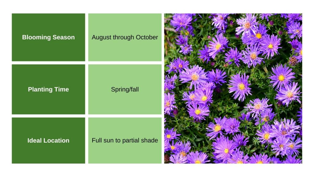 Top 10 Plants For Fall Pollinators