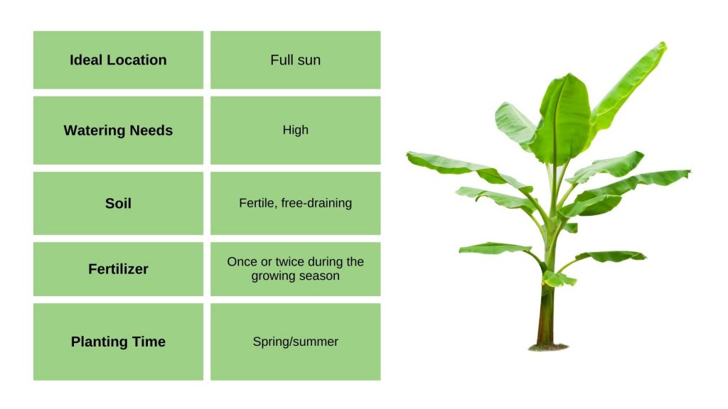 How To Grow Cold Hardy Banana Trees And Get A Tropical Oasis In Cooler ...