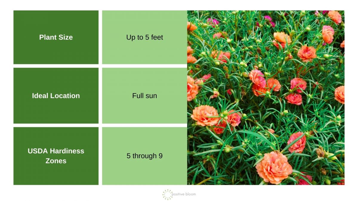 13 Captivating Orange Rose Varieties