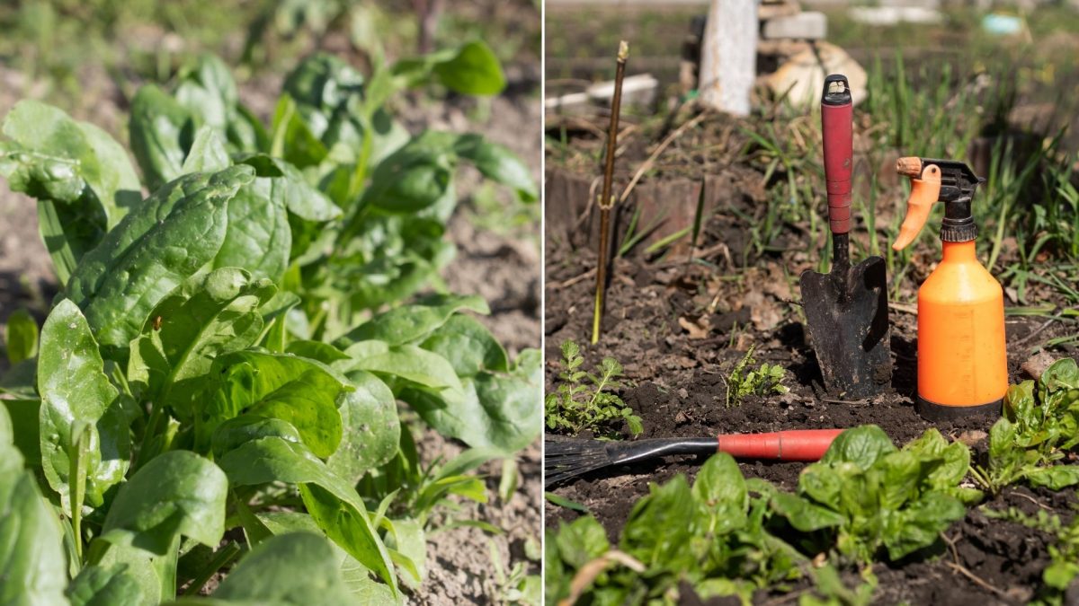 Easy Tips On Growing Spinach At Home Or In The Garden