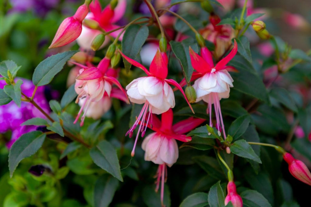 When To Cut Back Fuchsia For Gorgeous Blossoms