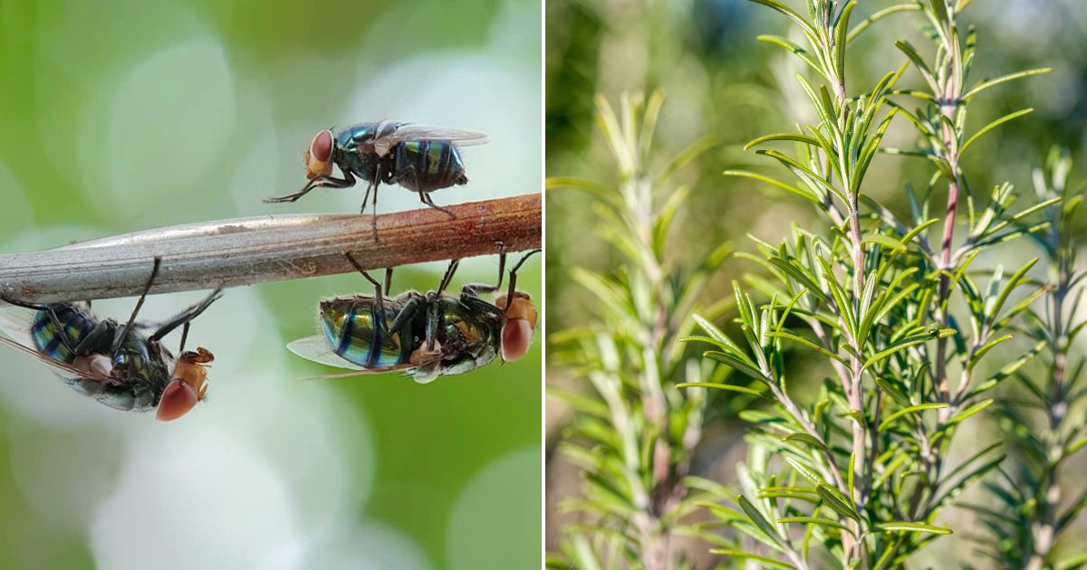 Get Rid Of Flies In Your Garden With This Magical Herb!