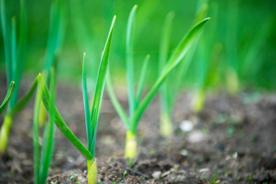 How To Grow Candy Onions