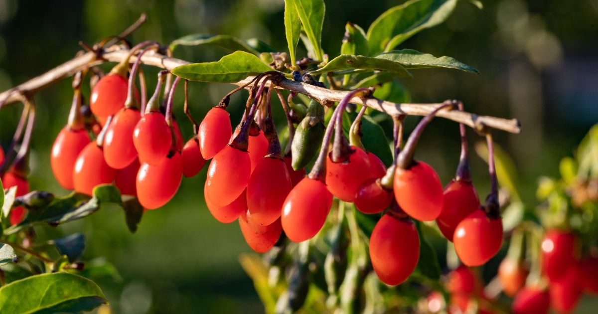 Here’s How To Plant & Grow Goji Berries In Your Garden