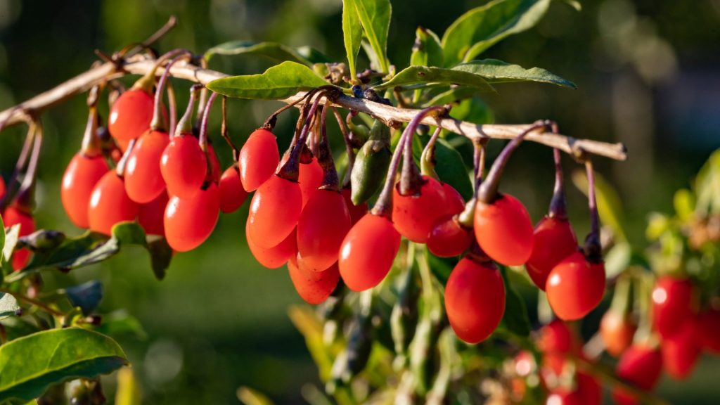 Here’s How To Plant & Grow Goji Berries In Your Garden