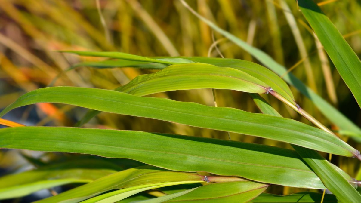 Here’s Why You Should Add Beautiful Hakone Grass To Your Landscaping